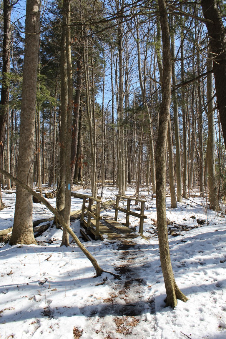 Altona Forest and Lacey’s Pond – The Ground Stompers