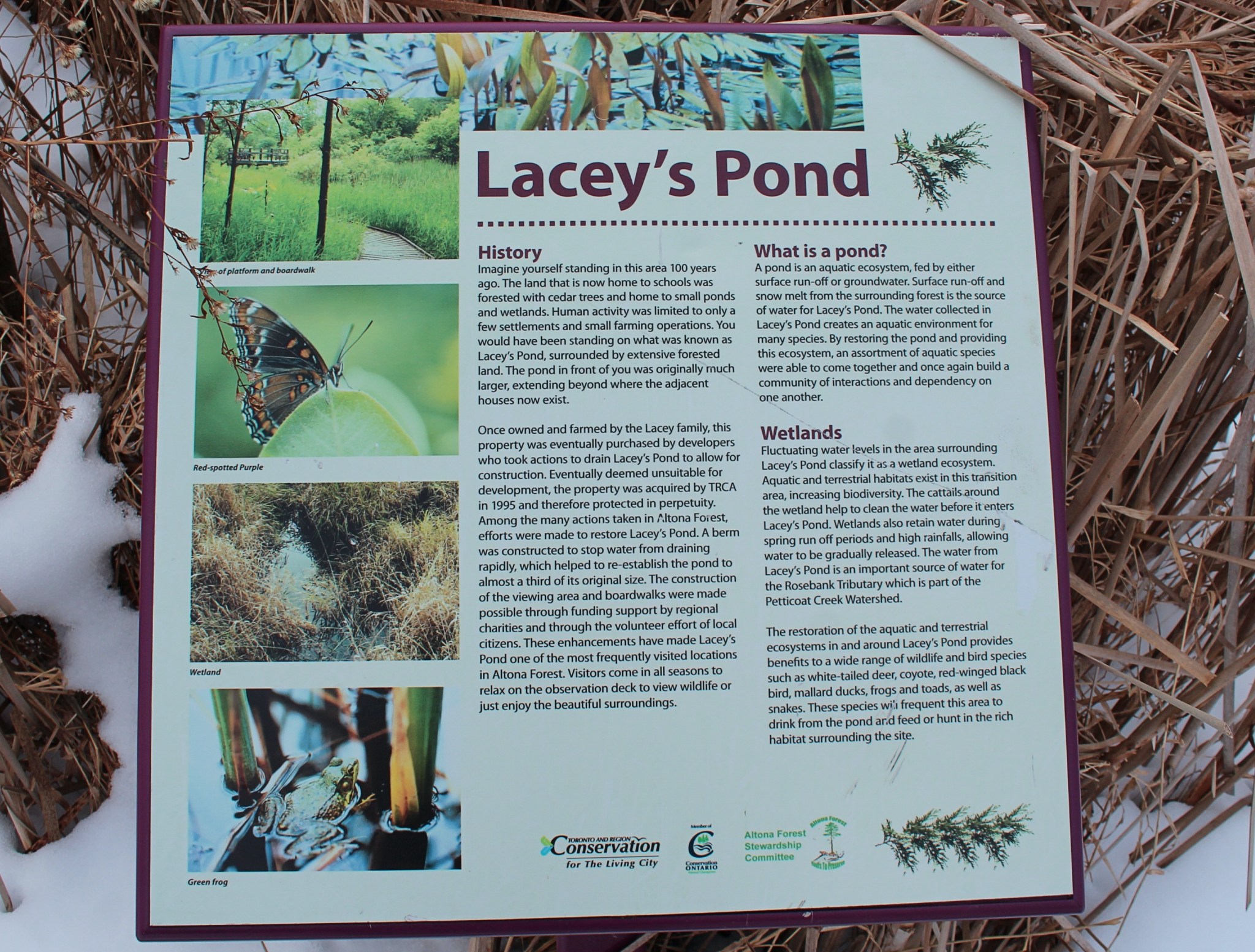 Altona Forest and Lacey’s Pond – The Ground Stompers