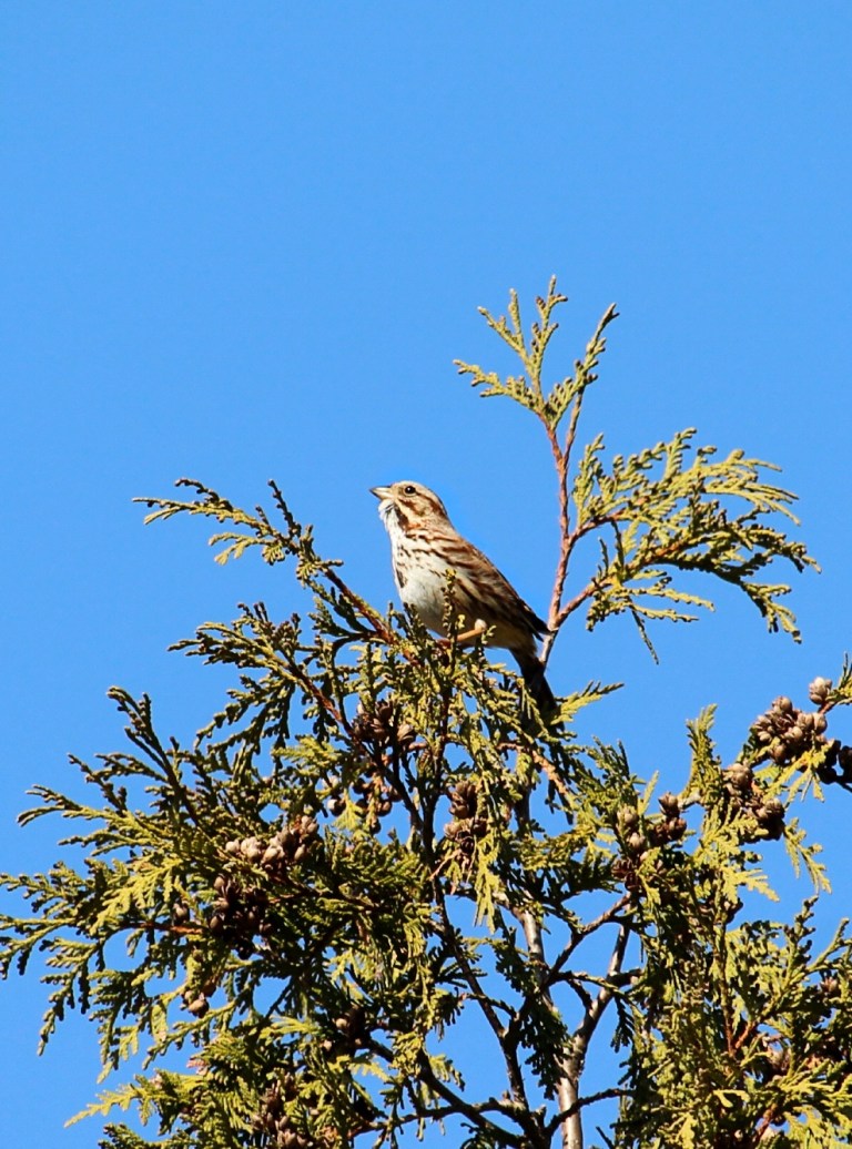 Heber Down Conservation Area in Whitby – The Ground Stompers