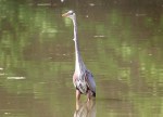 Birding at Milne Dam Conservation Park in Markham – The Ground Stompers