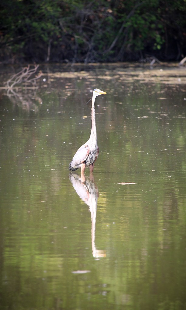 Birding at Milne Dam Conservation Park in Markham – The Ground Stompers